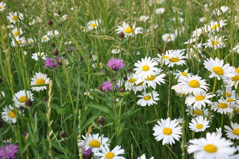 Kruidenrijke graslanden in de Oude IJsselstreek – Val Oude Ijssel